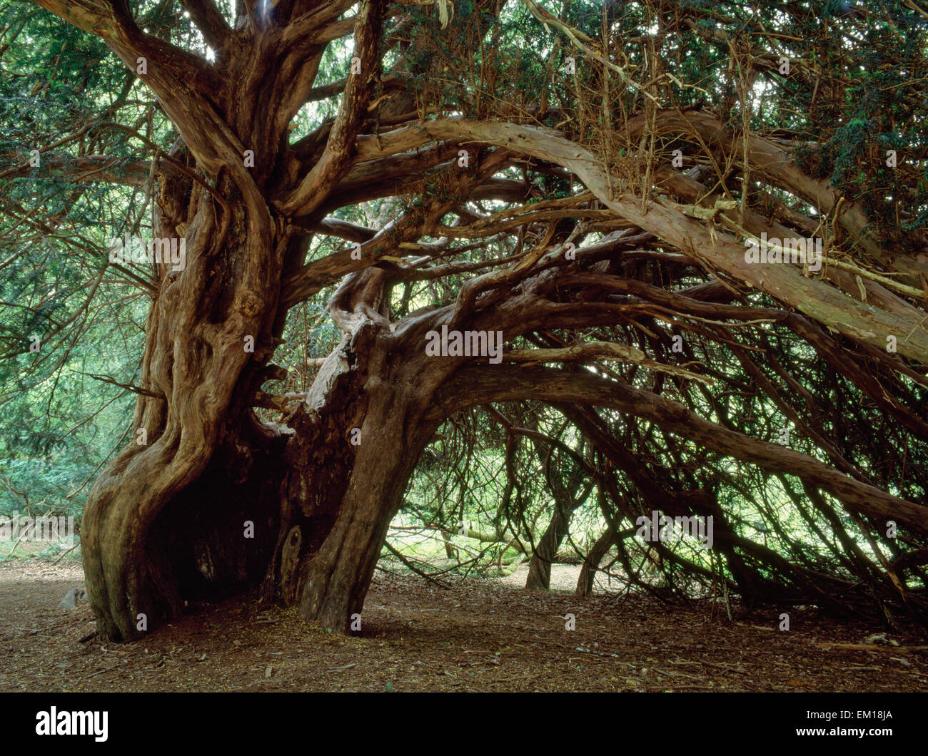 Ancient pollard yew at Newlands Corner Country Park, Surrey, surrounded ...