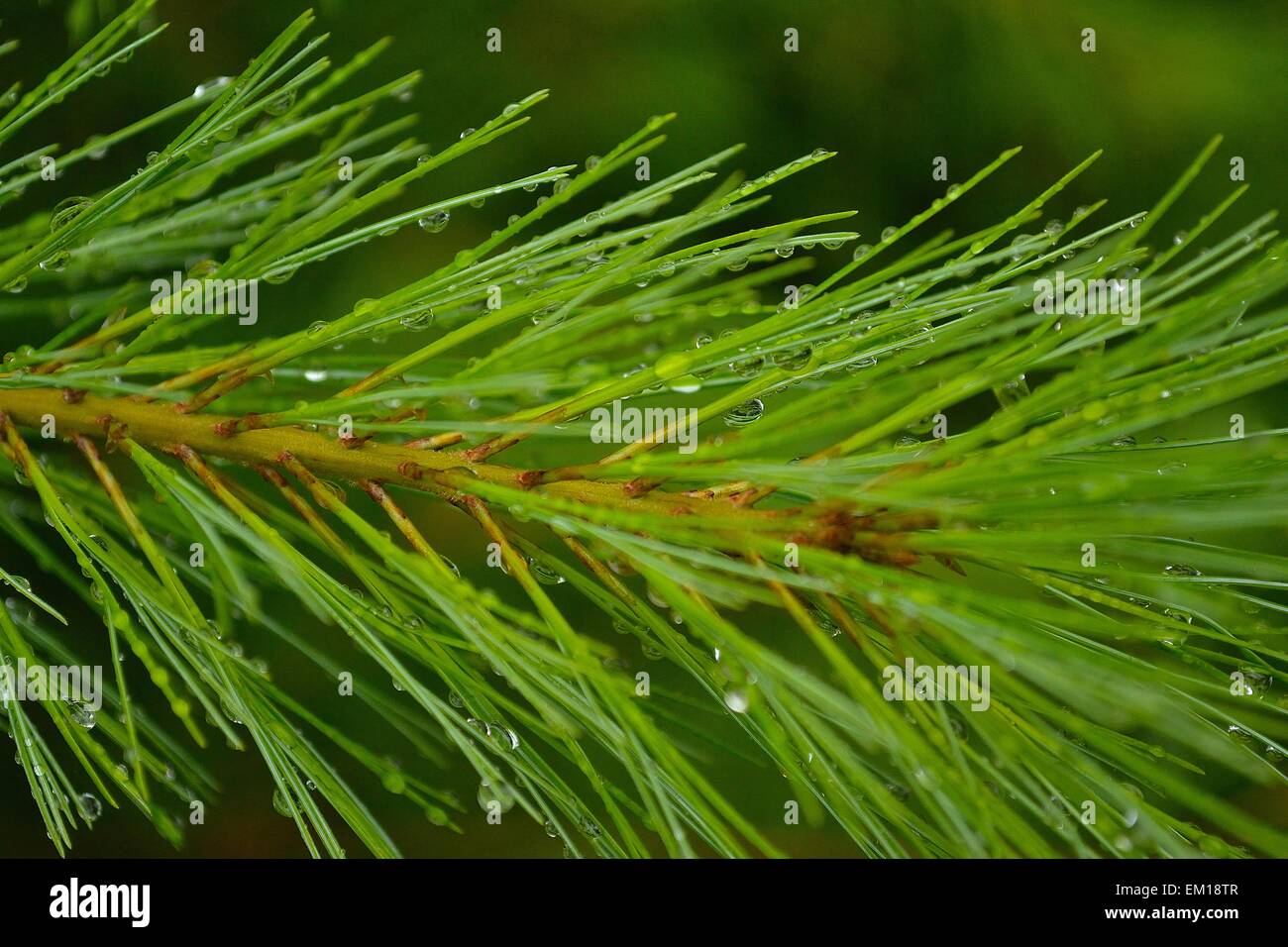 Picture of a small branch of a pine after a storm Stock Photo - Alamy
