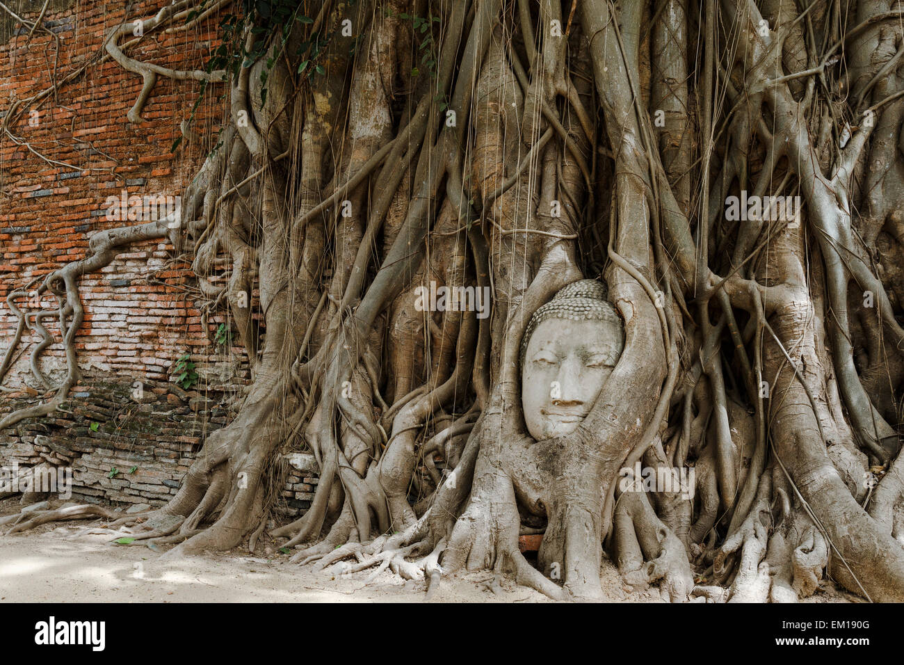 Sacred banyan tree and buddha statue hi-res stock photography and ...