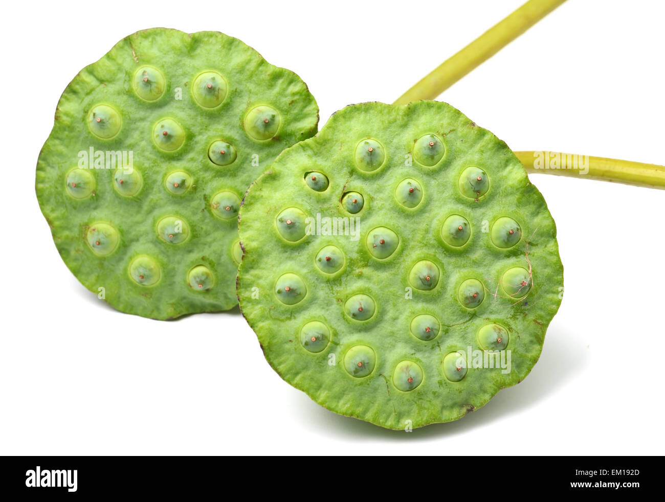 Bouquet of Lotus seed pod Stock Photo - Alamy