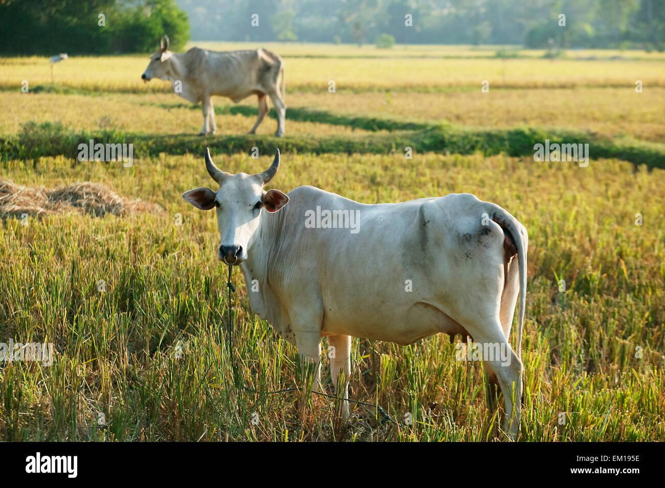 Cow aceh hi-res stock photography and images - Alamy
