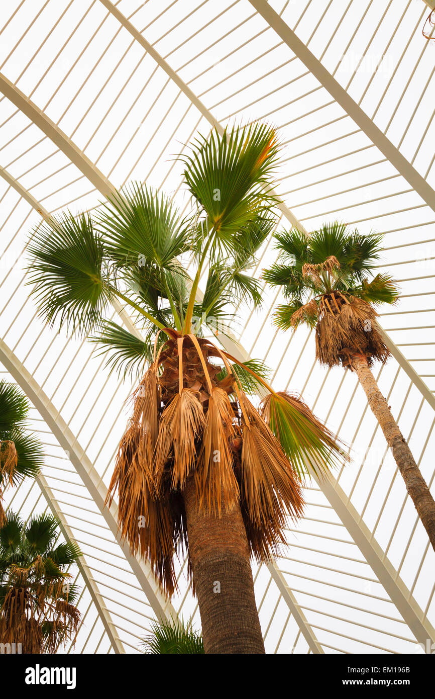 Plants and roof inside L'Umbracle Valencia Spain Stock Photo - Alamy