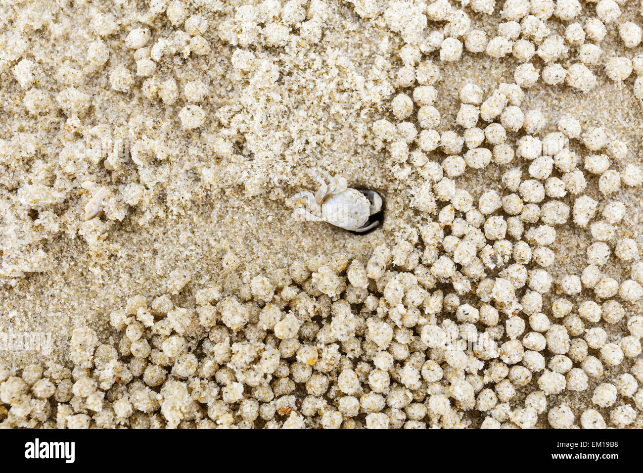 Small white crab Stock Photo - Alamy