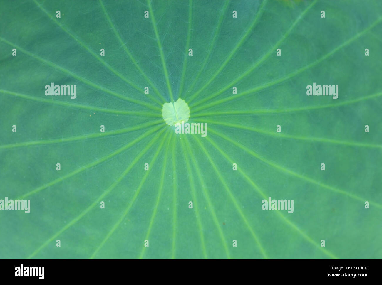 Lotus leaves texture Stock Photo - Alamy