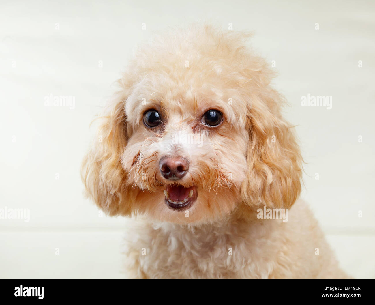 Dog poodle smile Stock Photo - Alamy