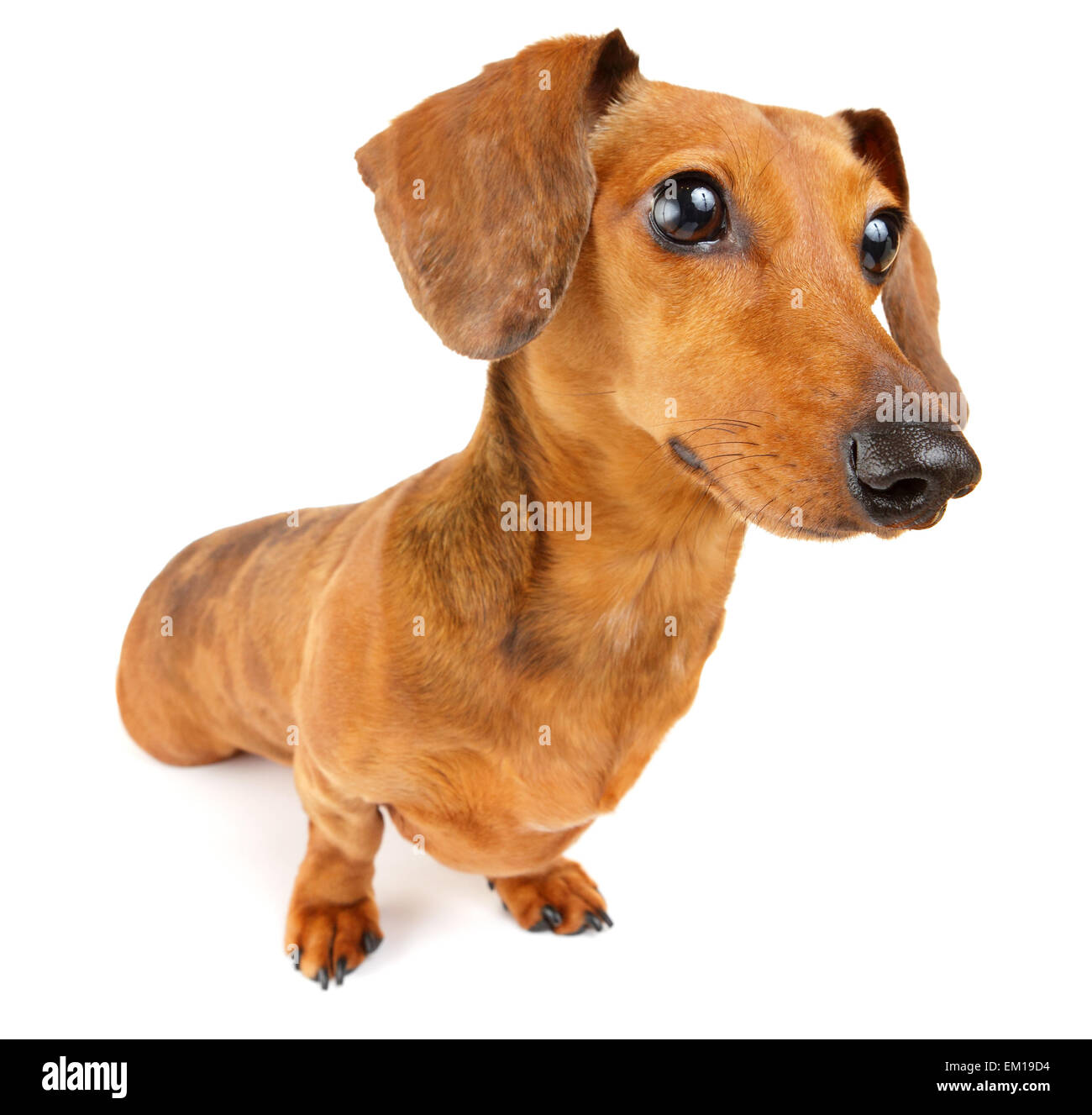 Worshond hi-res stock photography and images - Alamy