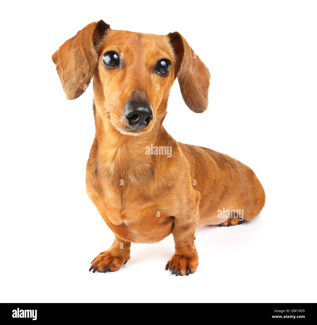 Dachshund dog portrait Stock Photo - Alamy
