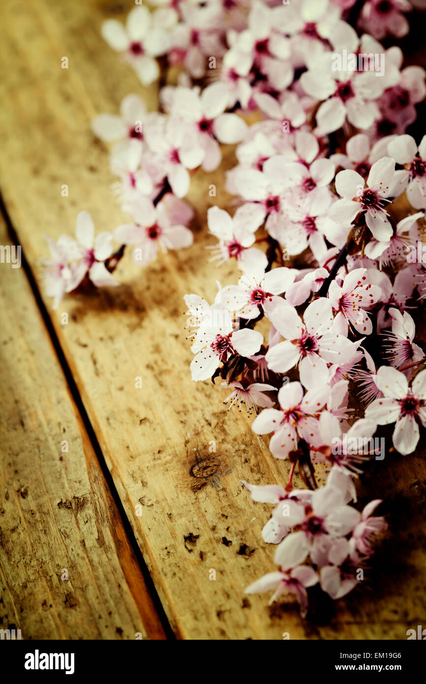 ö¡ blossom hi-res stock photography and images - Alamy