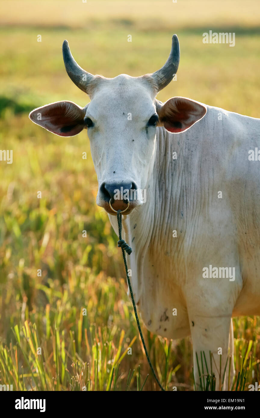 Cow aceh hi-res stock photography and images - Alamy