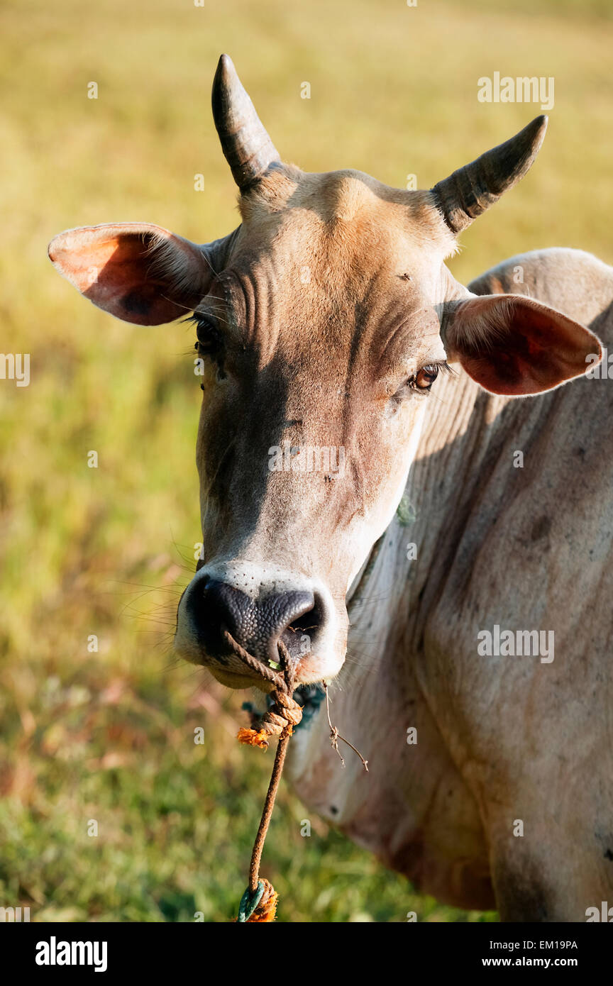 Cow aceh hi-res stock photography and images - Alamy