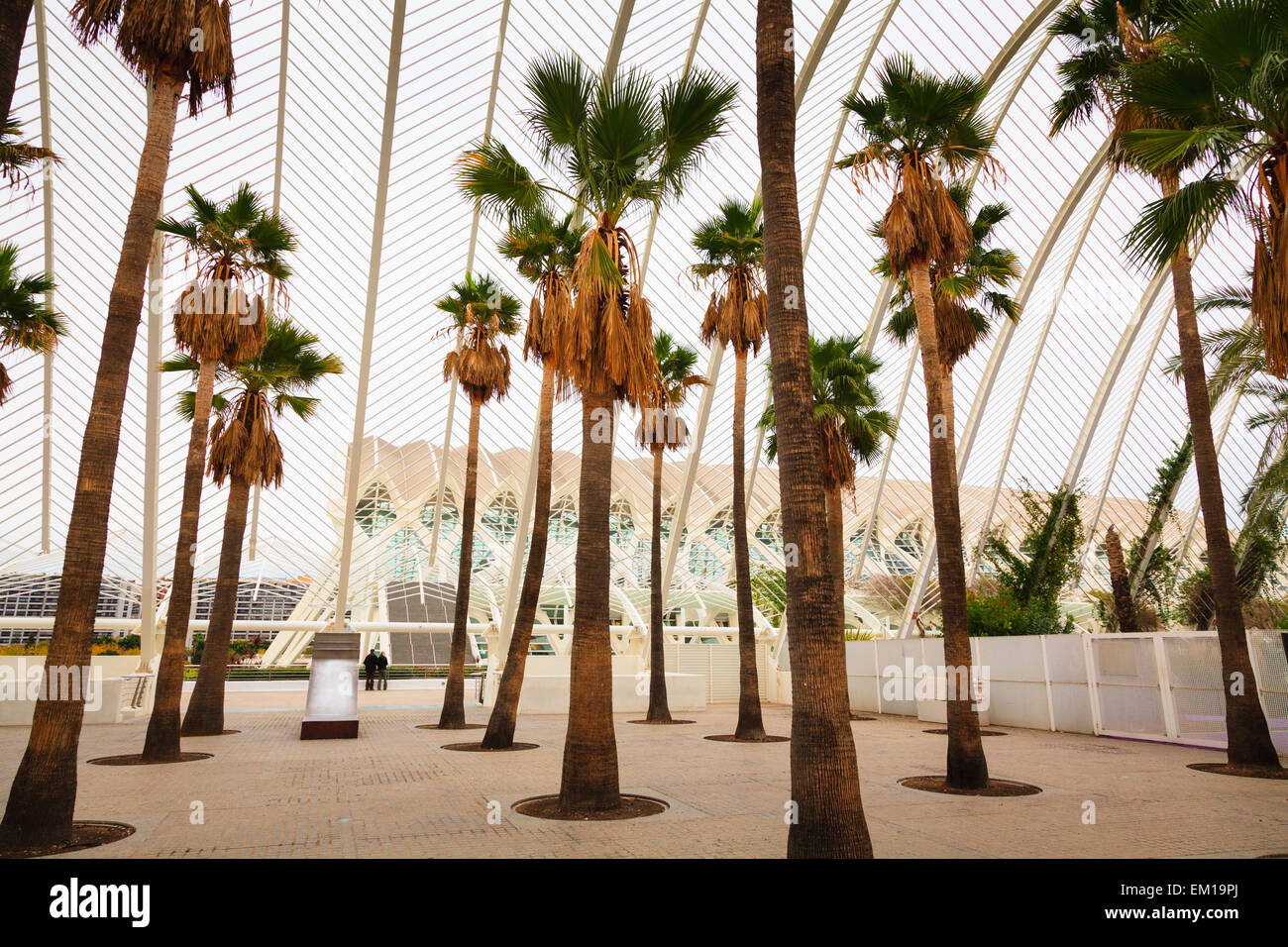 Valencia palm trees hi-res stock photography and images - Alamy