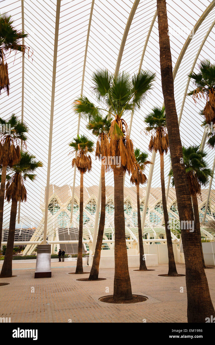 Valencia palm trees hi-res stock photography and images - Alamy