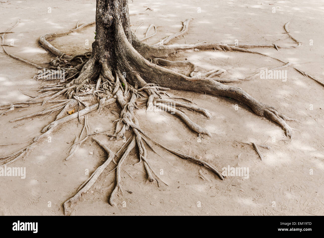 Tree root on dried land Stock Photo - Alamy