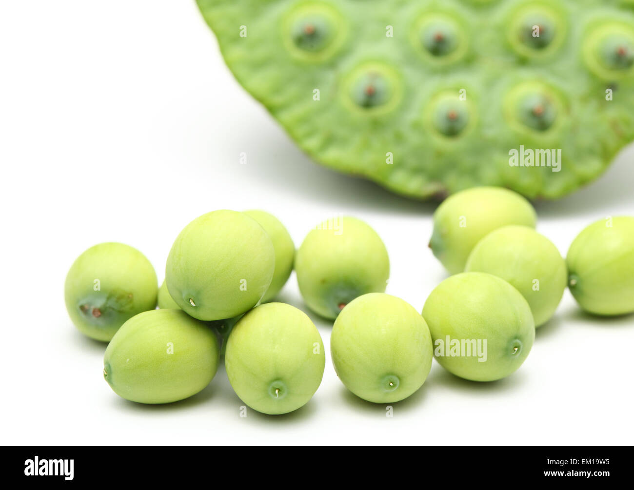 Fresh lotus seeds and pod Stock Photo - Alamy