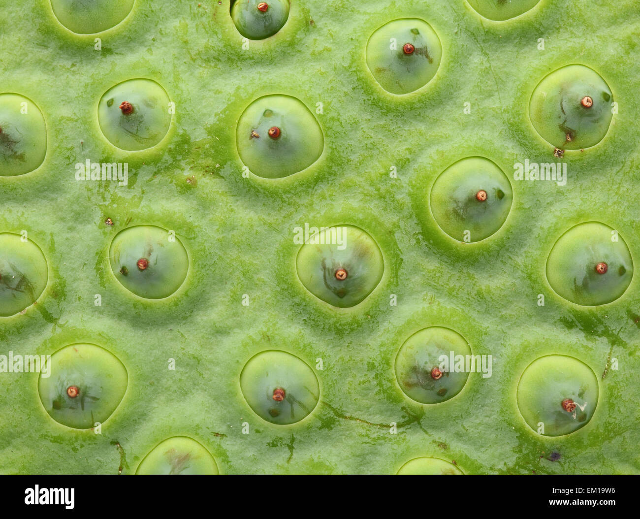 Close up seed pod hi-res stock photography and images - Alamy
