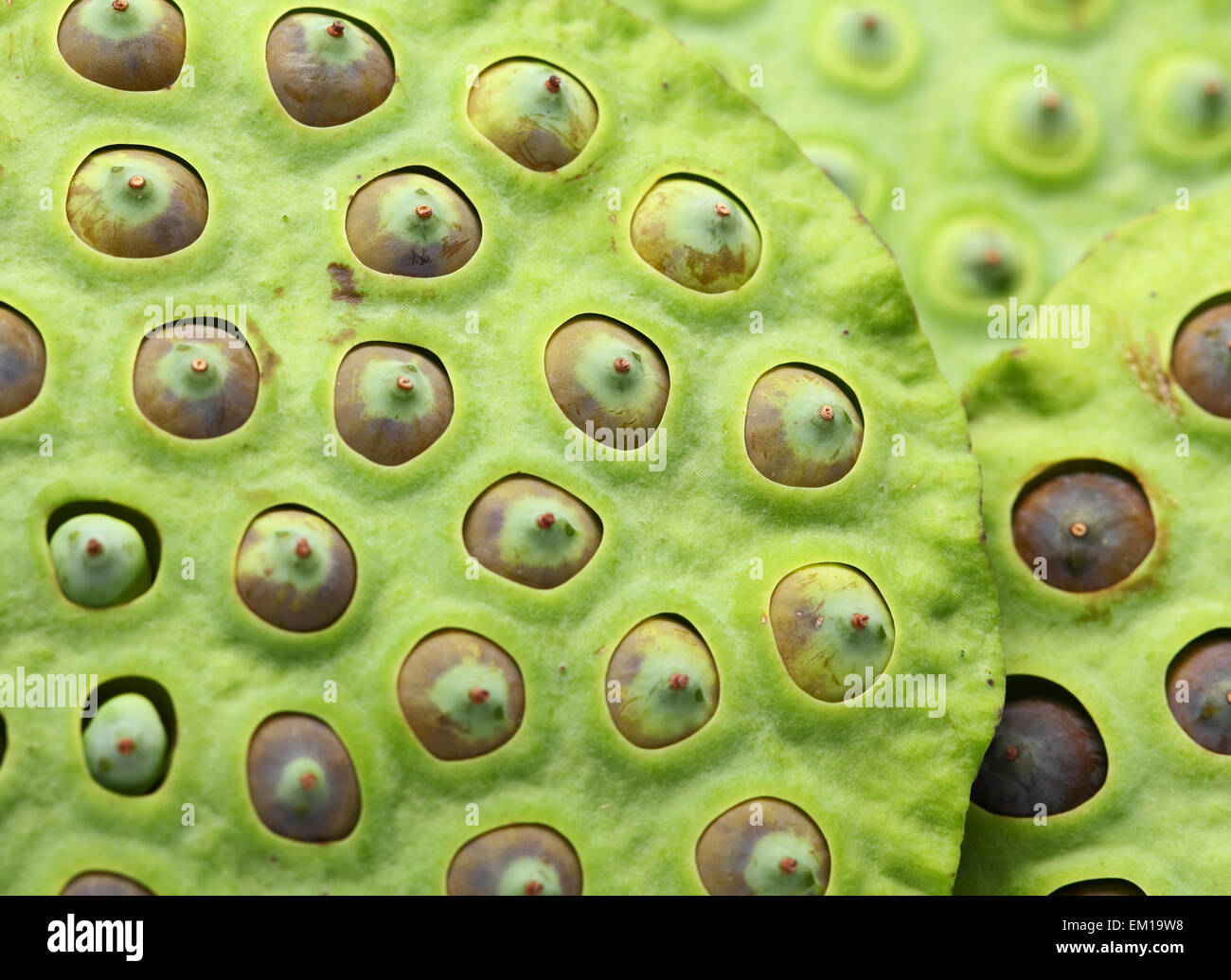 Lotus seed pod Stock Photo - Alamy