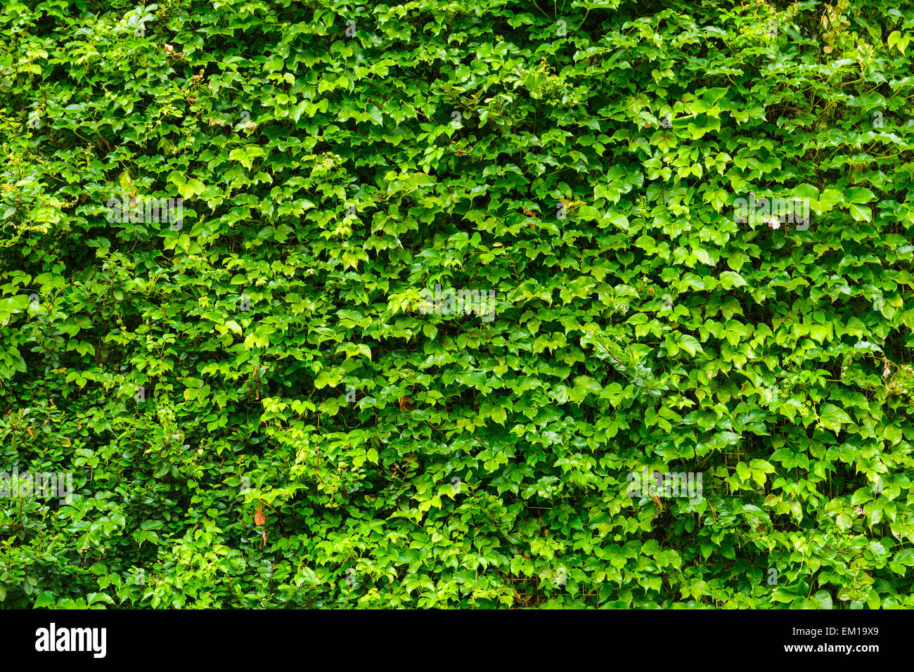 Ivy and leaves hi-res stock photography and images - Alamy