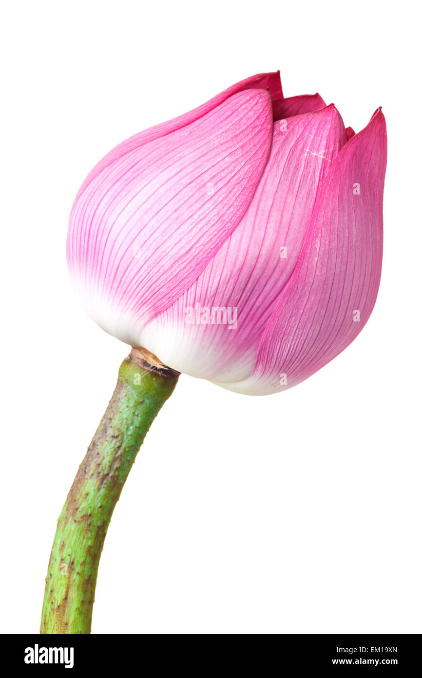 Single lotus buds Stock Photo - Alamy