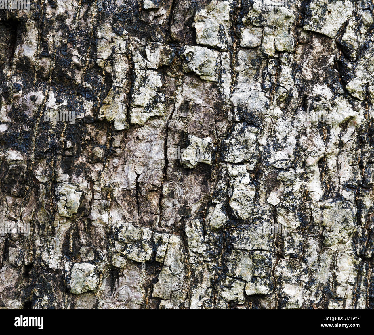 Tree bark background close hi-res stock photography and images - Alamy