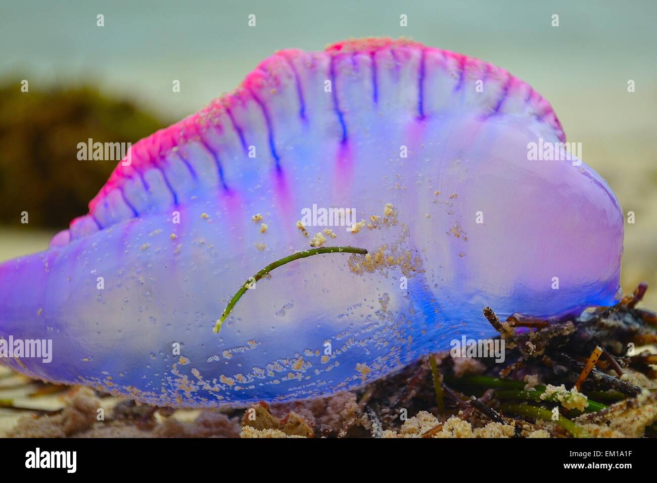 Siphonophore sank in a beach in Panama Stock Photo - Alamy