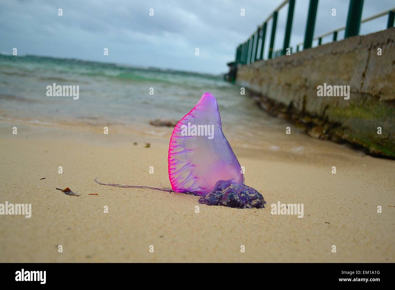 Siphonophore sank in a beach in Panama Stock Photo - Alamy