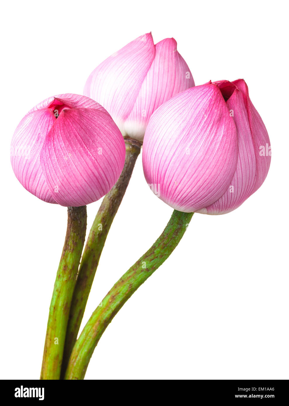 Bouquet lotus buds isolated on white background Stock Photo - Alamy
