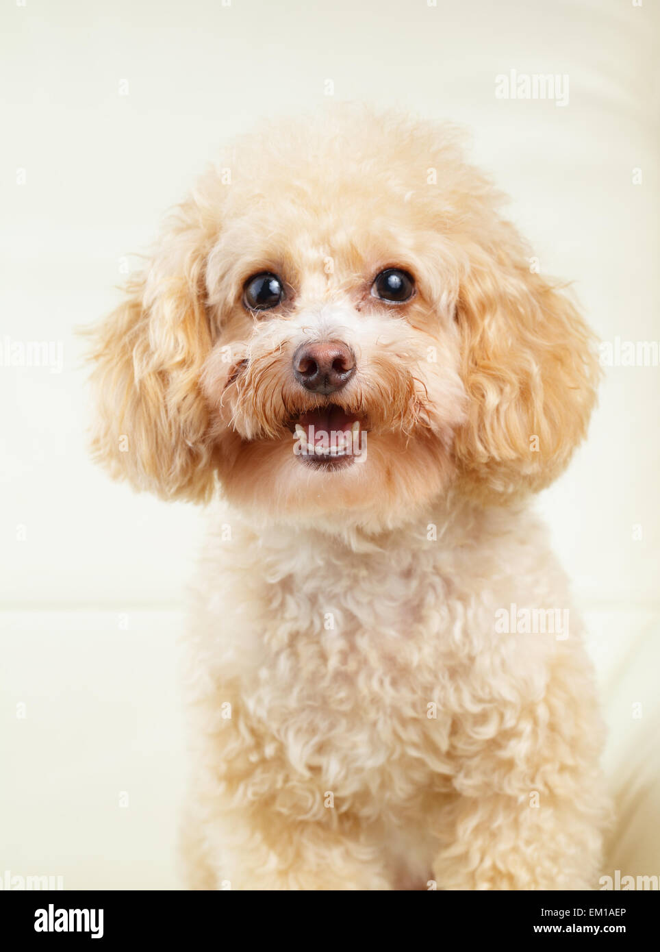 Dog poodle smile Stock Photo - Alamy