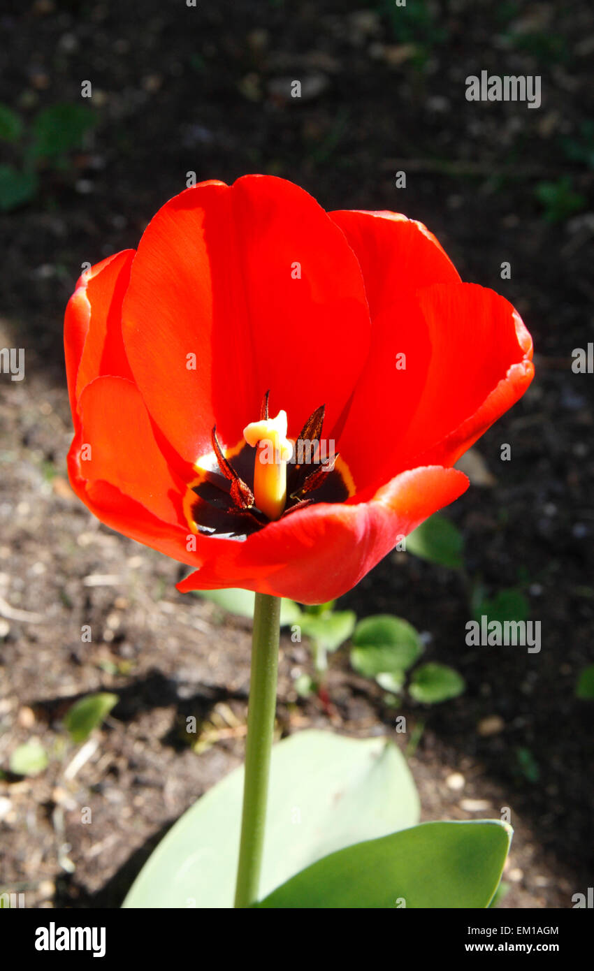A single red tulip in an Oxfordshire garden Stock Photo - Alamy