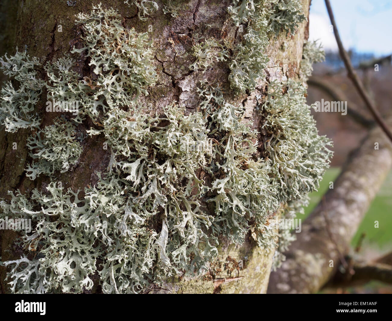 Lichen lichens tree trunk hi-res stock photography and images - Alamy