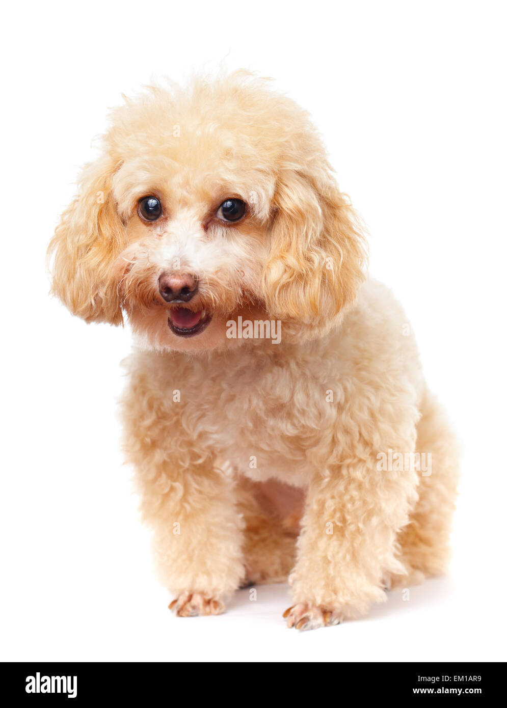 Dog poodle smile Stock Photo - Alamy