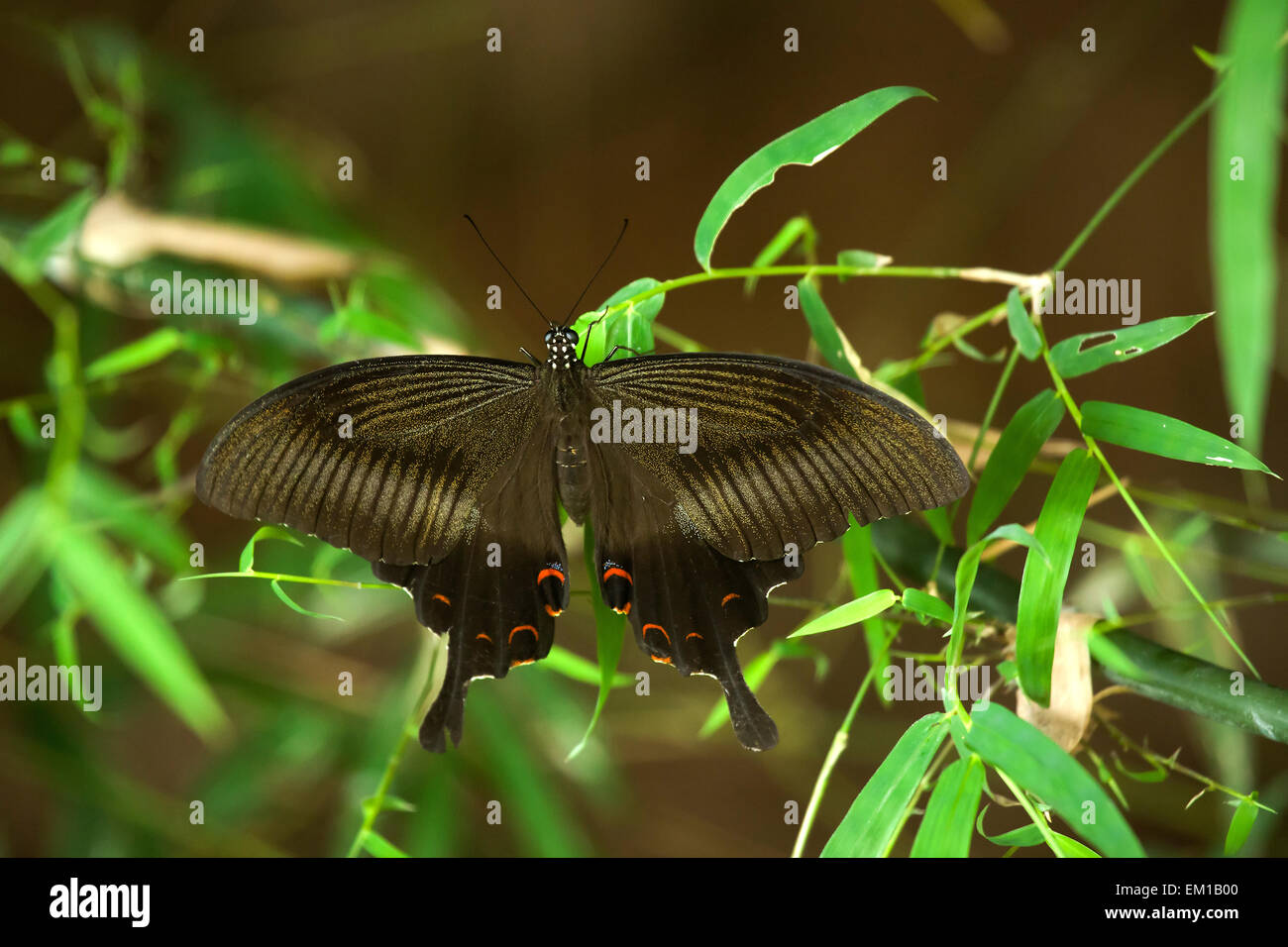 Red Helen butterfly (Papilio helenus), dorsal view, southern India and ...