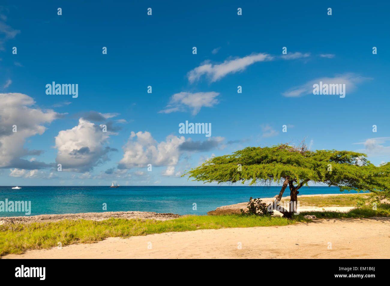 Divi-divi tree on Aruba. Tropical sea beach Stock Photo - Alamy