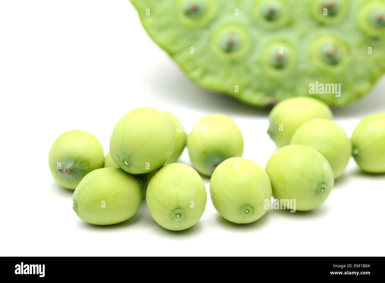 Fresh lotus seeds and pod isolated on white background Stock Photo - Alamy