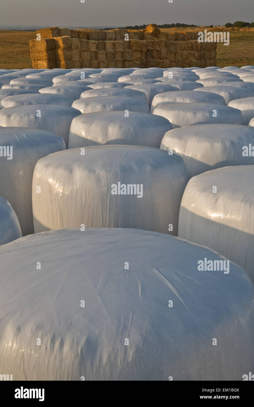 Packed hay rolls in white plastic on the meadow hi-res stock ...