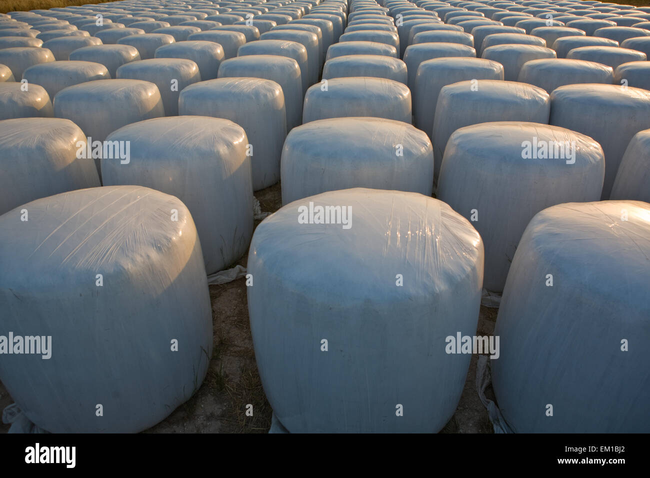 Packed hay rolls in white plastic on the meadow hi-res stock ...