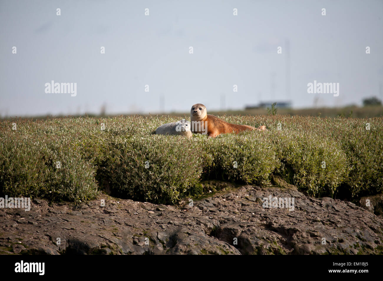 Rust coloured female Grey Seal with pup, River Crouch, Essex Stock ...