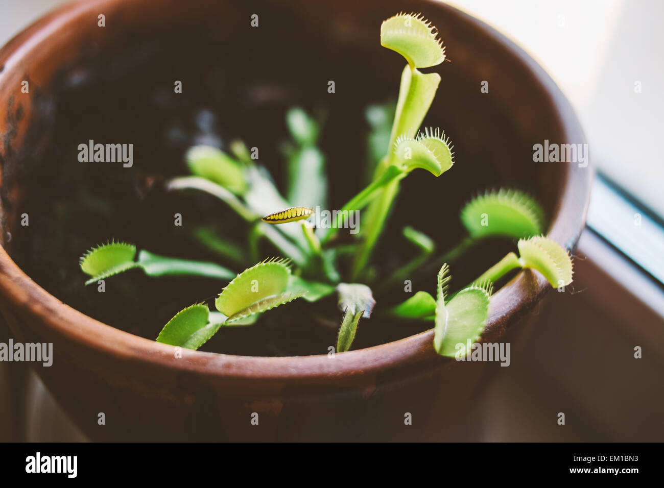 Venus Flytrap Pot High Resolution Stock Photography and Images - Alamy