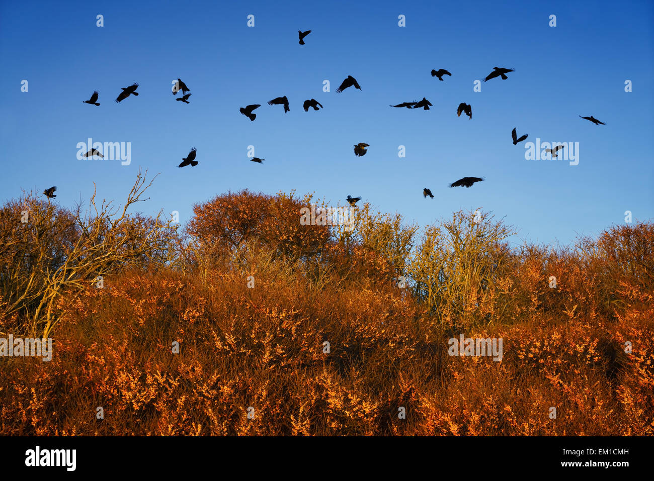 A flock of crows (Corvus corone) flying over buckthorn bushes near the ...