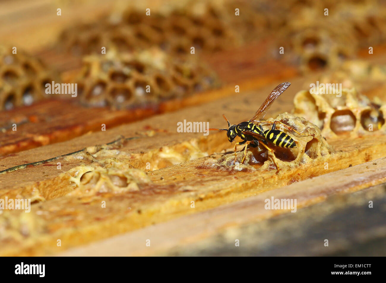 Wasp attacking bee hi-res stock photography and images - Alamy