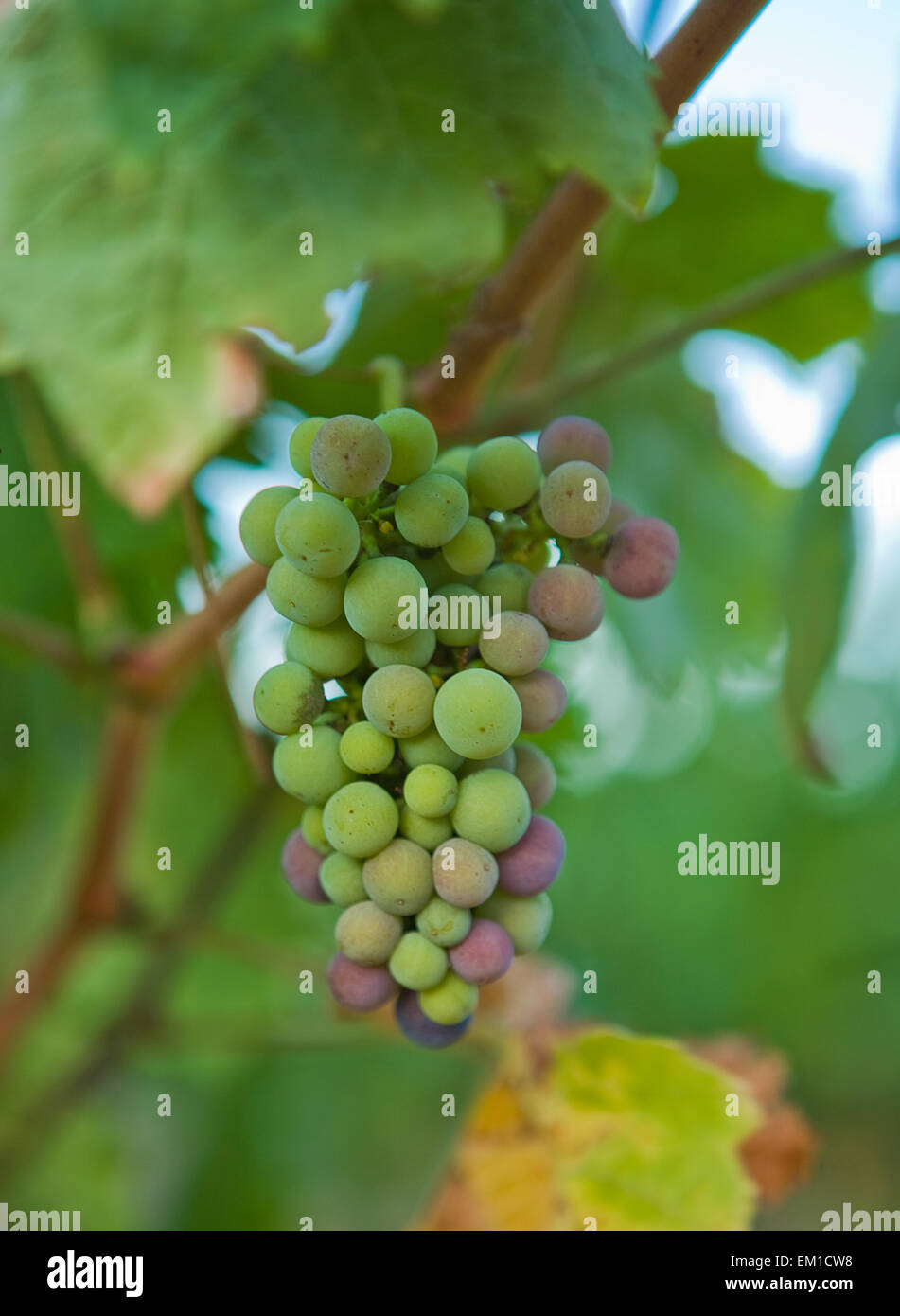 Half mature green grapes on the vine hi-res stock photography and ...