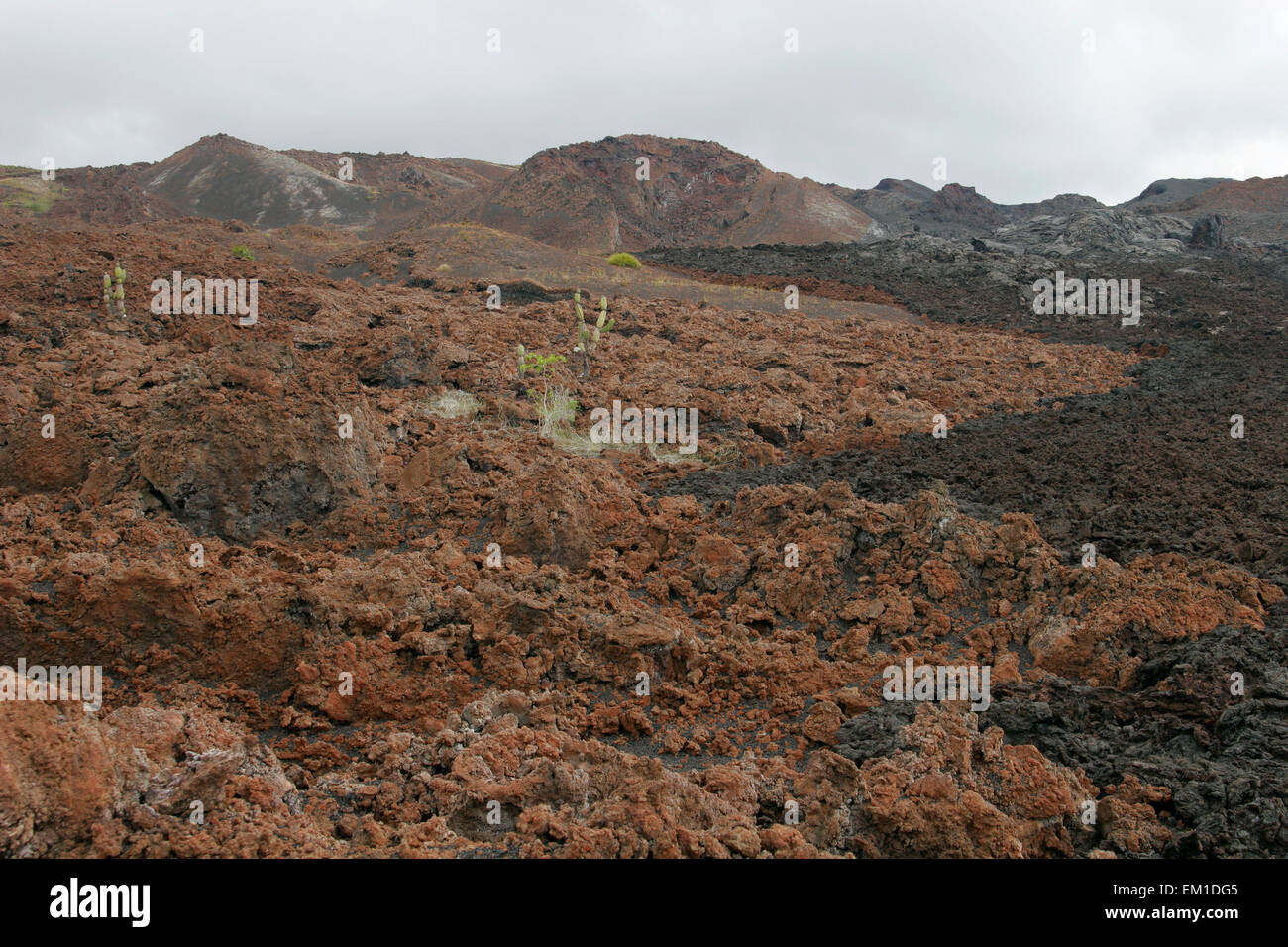 Lava fields of Sierra Negra volcano, Isabela Island, Galapagos, Ecuador ...