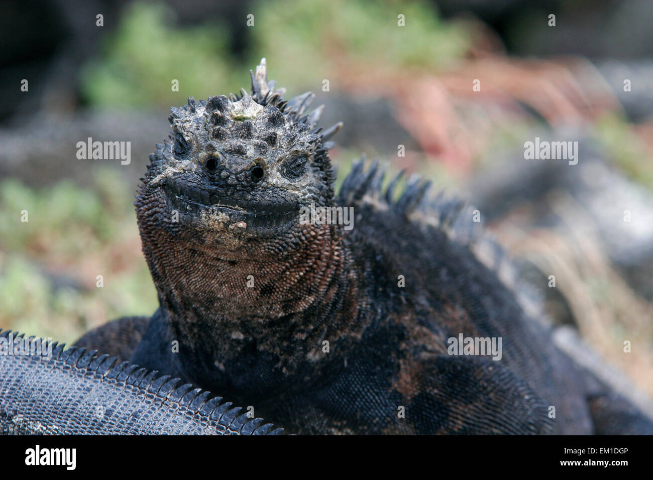 Smiling iguana hi-res stock photography and images - Alamy