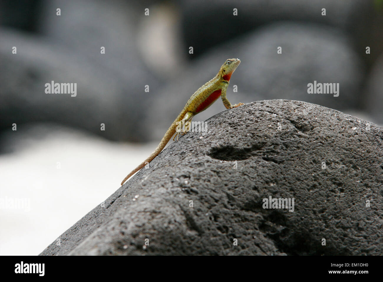 Female lava lizard hi-res stock photography and images - Alamy