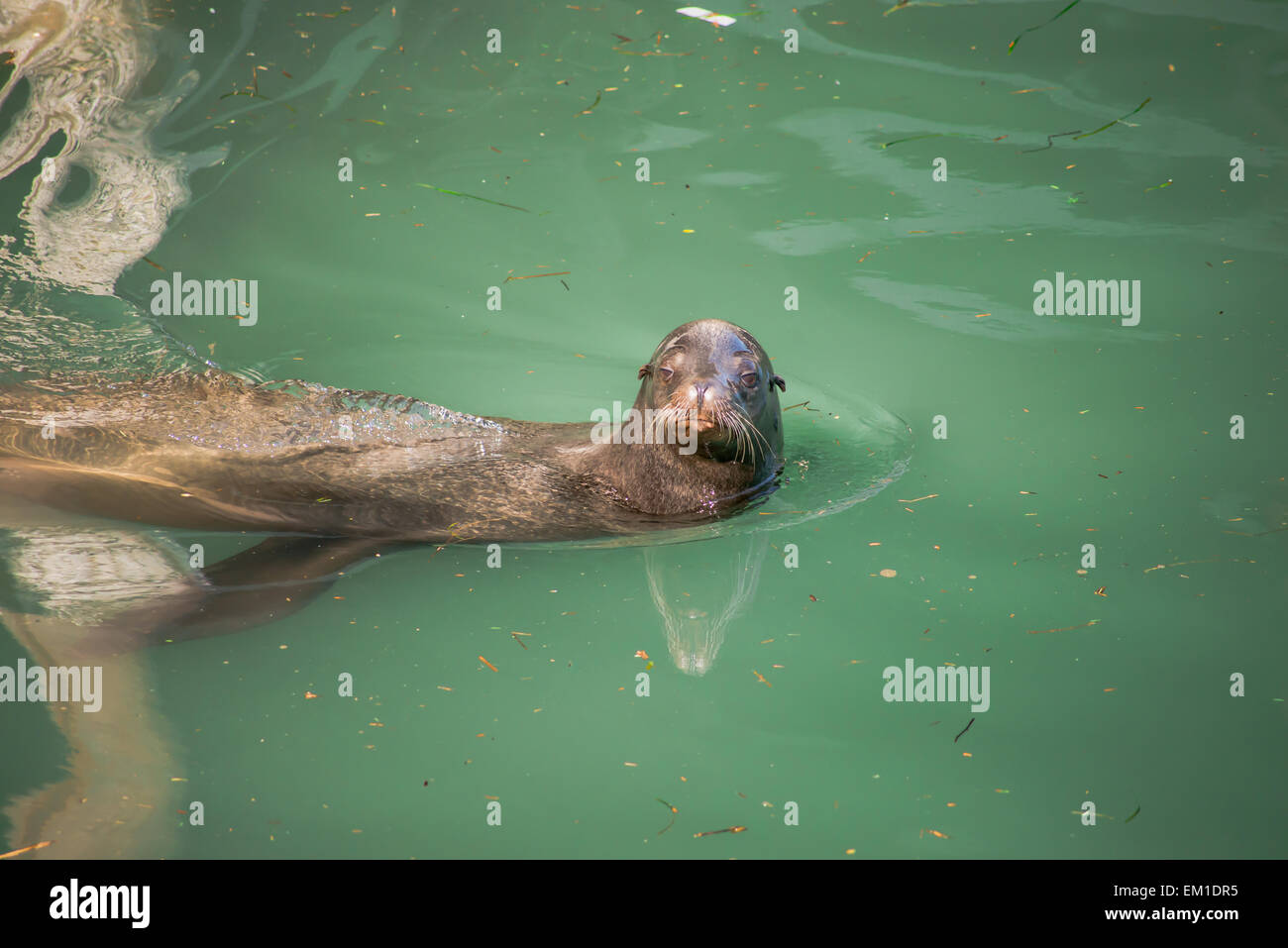 Portrait of a Wild Seal Stock Photo - Alamy