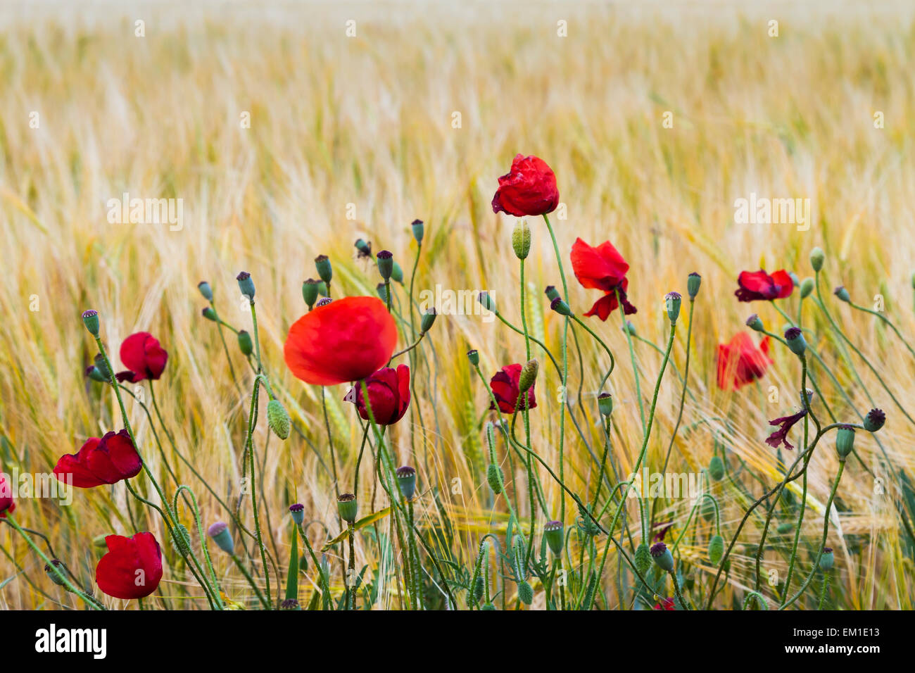 Poppies (Papaver rhoeas) in a wheat field Stock Photo - Alamy