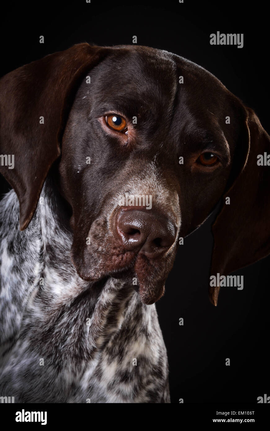 german shorthaired pointer portrait on black background Stock Photo - Alamy