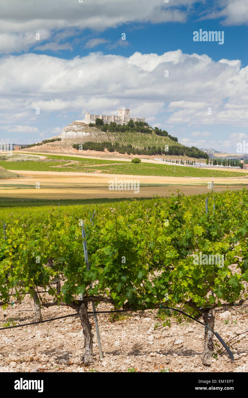 Vineyard areas hi-res stock photography and images - Alamy
