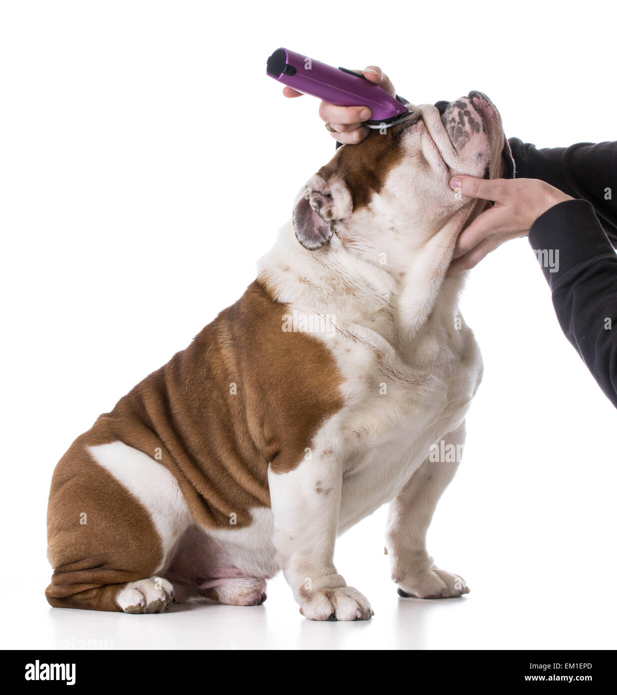 dog grooming - english bulldog getting groomed on white background ...