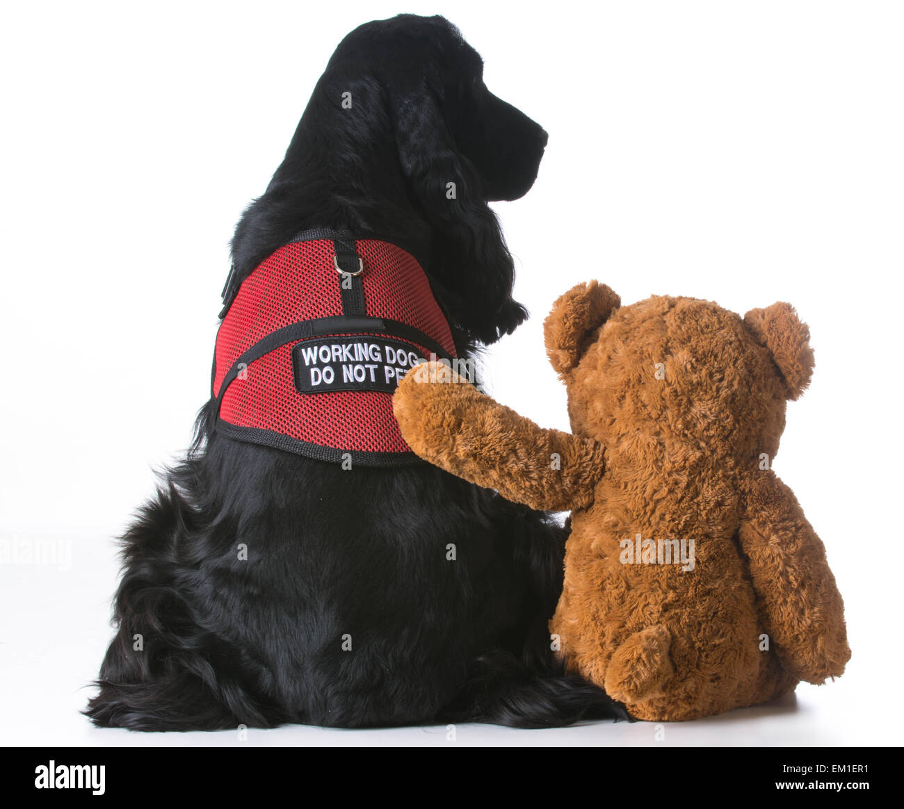 therapy dog being comforted by a teddy bear on white background Stock ...