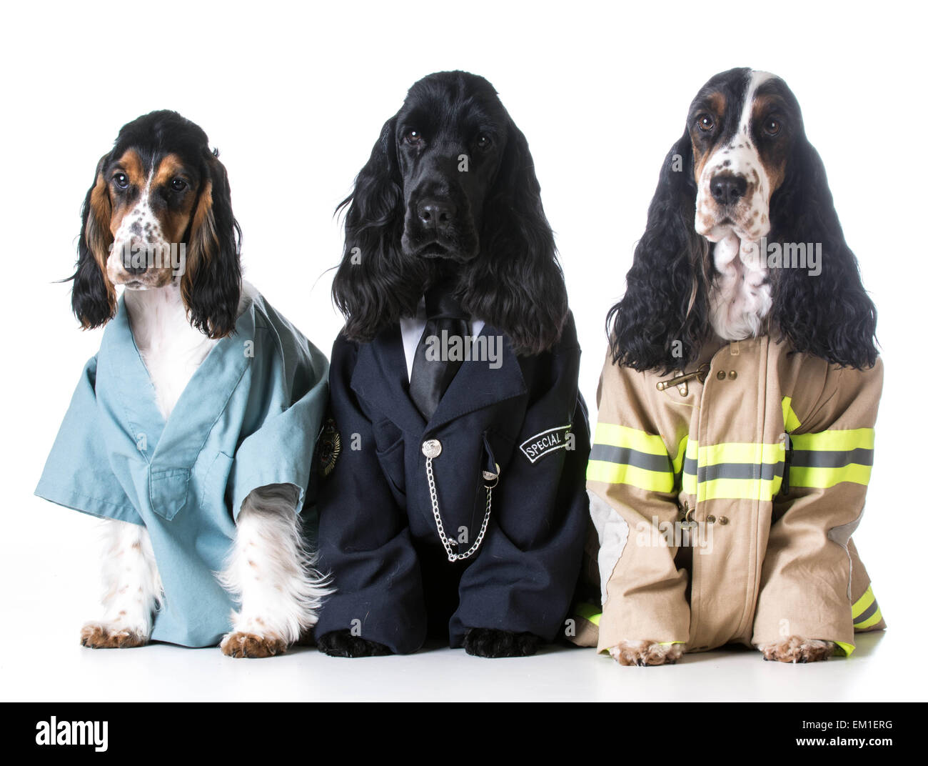 first responders - english cocker spaniels dressed up like a doctor ...